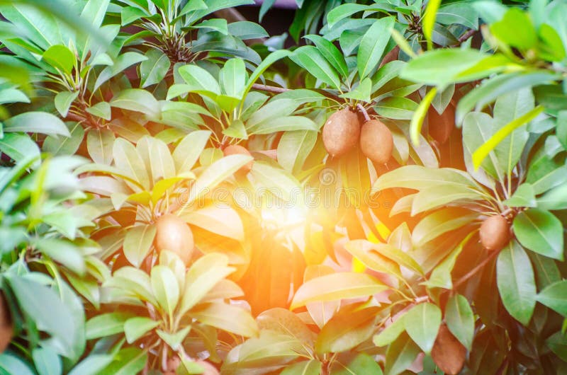 Thai tender fruit stock photo. Image of plum, diet, freshness - 142382604