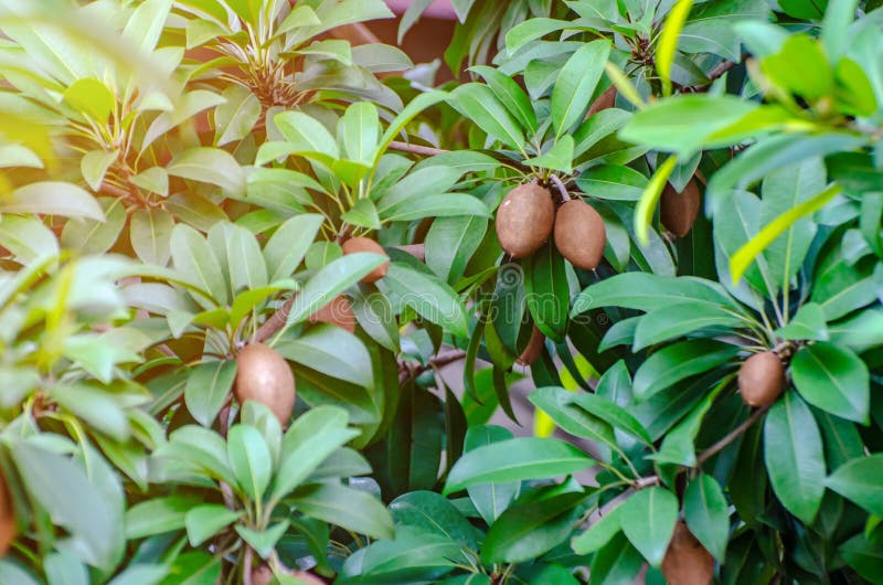 Thai tender fruit stock photo. Image of design, closeup - 142382666