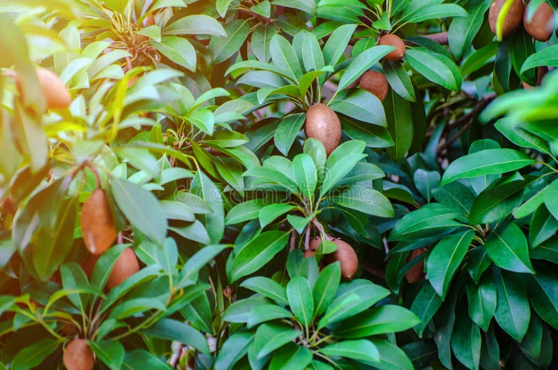 Thai tender fruit stock photo. Image of plum, diet, freshness - 142382604