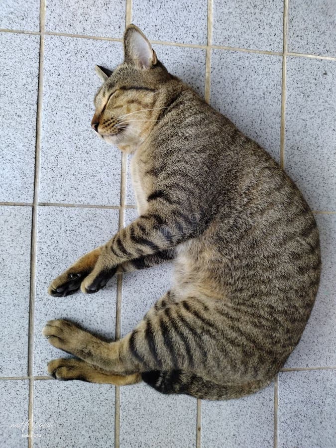 Thai Tiger Cat a Contented Slumber Stock Image - Image of tiger ...