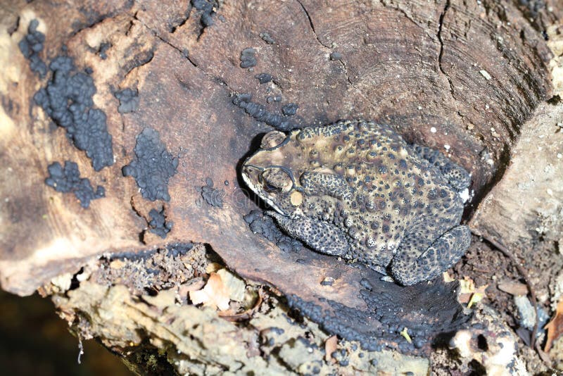 Thai Toad frog is hiding stock image. Image of hiding - 26962517