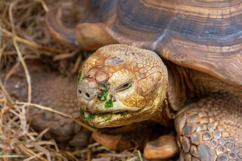 Thai turtle eating. stock image. Image of wildlife, background - 126754441
