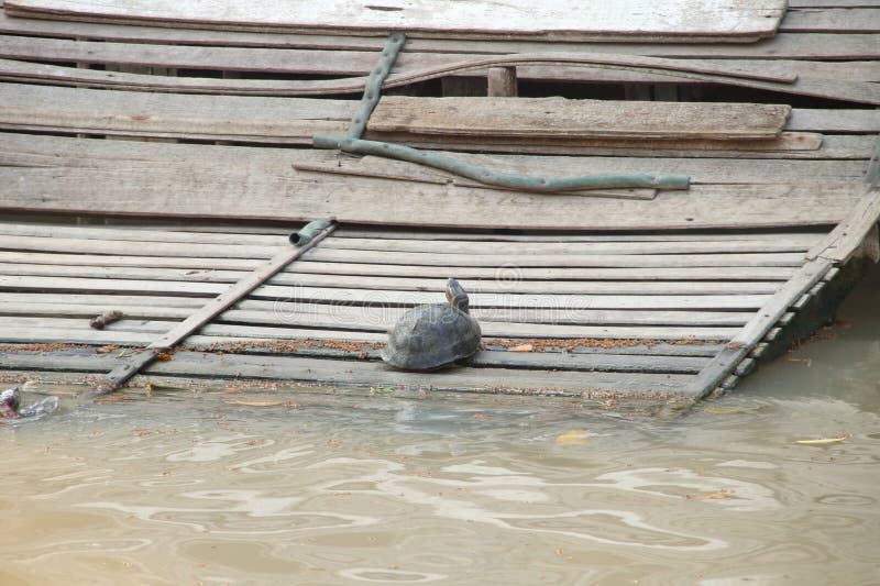 Thai Turtle on Wood Plank beside Water. Stock Photo - Image of biology ...