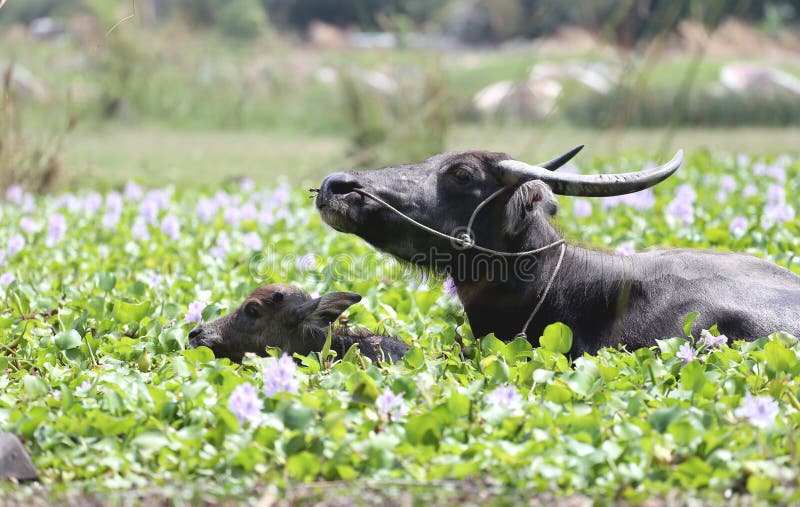 Thai Water Buffalo and Child of it Stock Photo - Image of farmers ...
