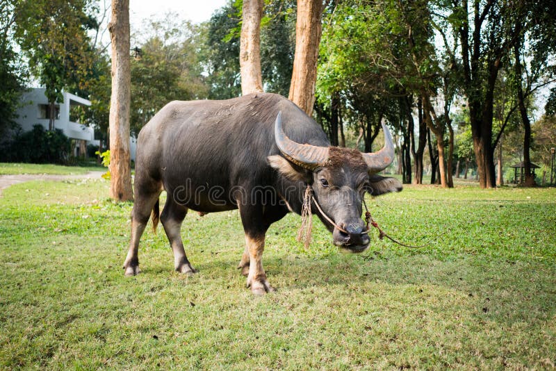 Thai Water Buffalo stock image. Image of portrait, rural - 108334159