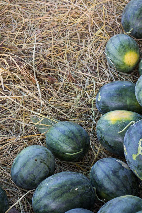 Thai Watermelon Carving stock image. Image of pattern - 47209765