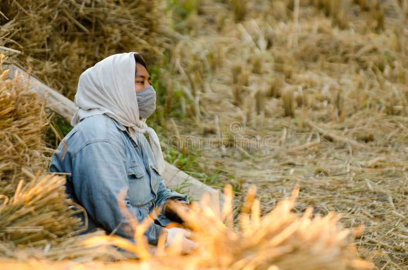 Thai Wheat Field Laborer editorial stock image. Image of woman - 96637784