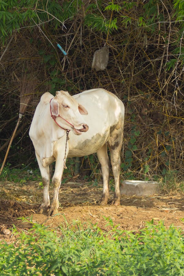 Thai White Cow, Animal Mammal Stock Image - Image of growing, india ...