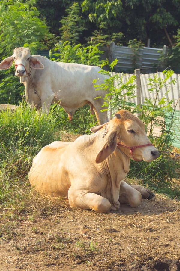Thai White Cow, Animal Mammal Stock Photo - Image of food, agriculture ...