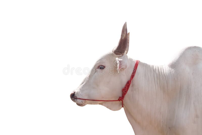 Thai White Cow with Red String Isolated on White Background with ...