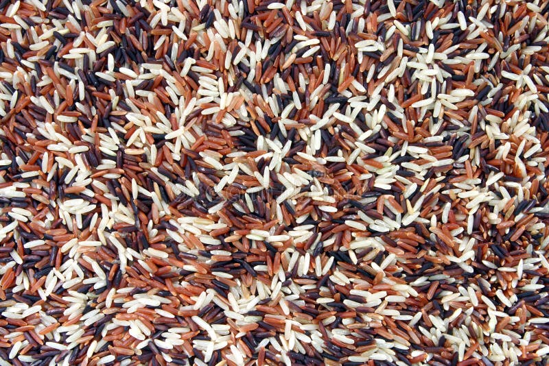 Thai White Red Jasmine and Fragment Magenta Rice Stock Photo - Image of ...