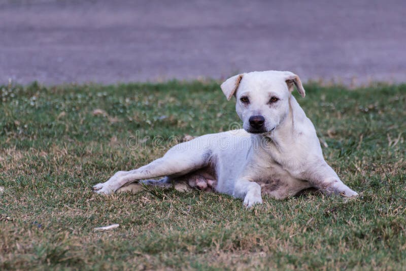 Thai White Stray Dog in Lawn Stock Image - Image of garden, fleas: 74596321