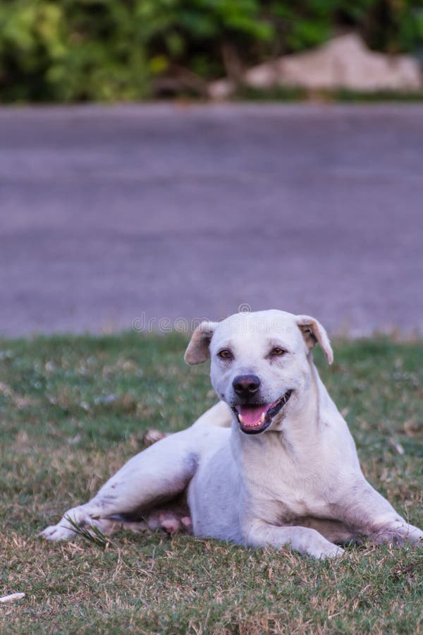 Thai White Stray Dog in Lawn Stock Photo - Image of care, adorable ...