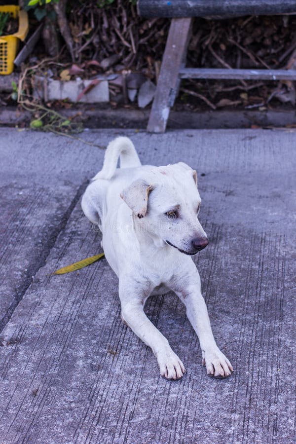 Thai white stray dog stock image. Image of outdoor, carnivore - 61323859