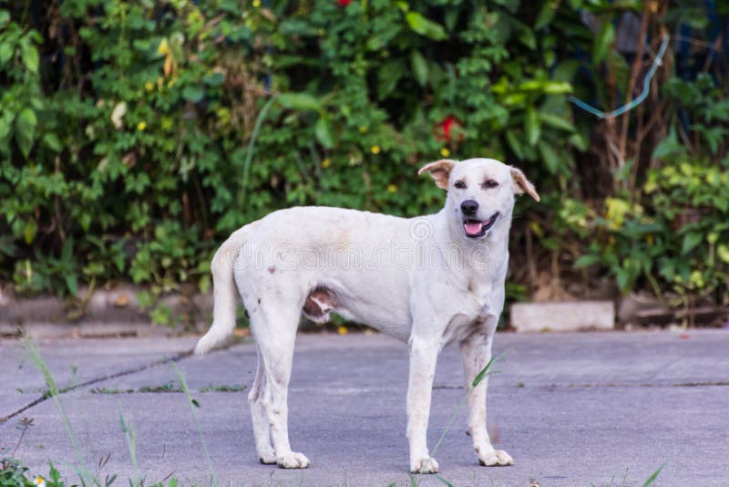 Thai Stray Puppy Dog stock image. Image of sleeping, white - 46998789