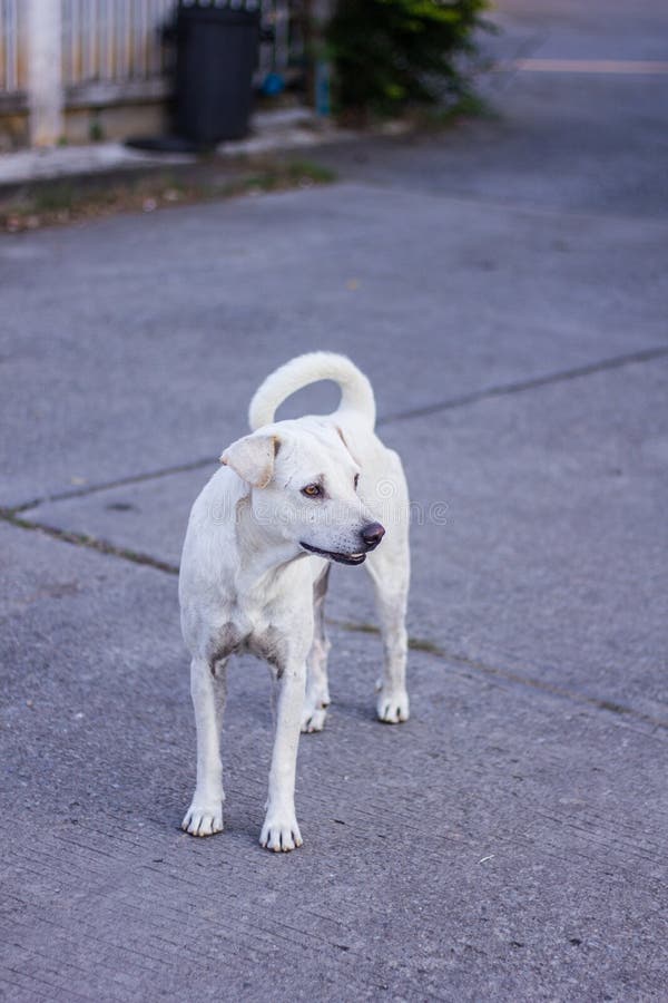 Thai white stray dog stock photo. Image of hungry, rescue - 86197138