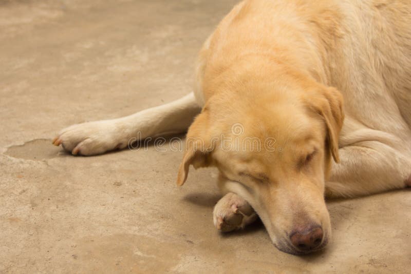 Thai white stray dog sleep stock photo. Image of mammal - 266207672