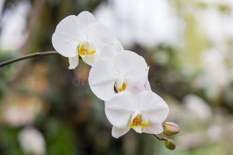 Thai white vanda orchid stock image. Image of botanical - 85773235