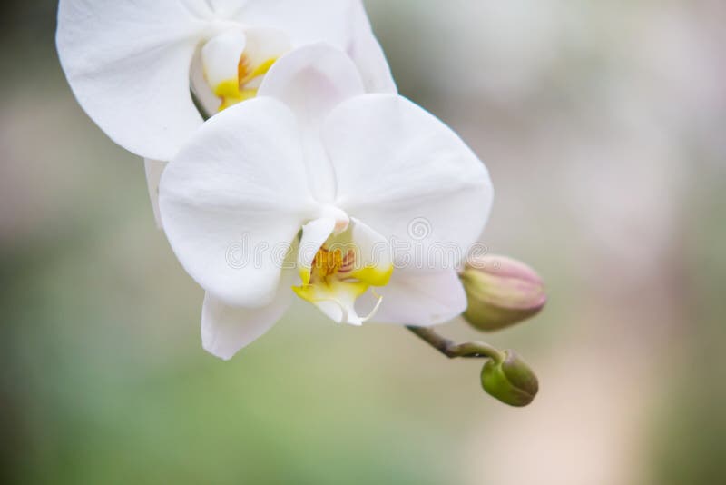 White Vanda Orchid Flowers in the Garden Stock Image - Image of beauty ...