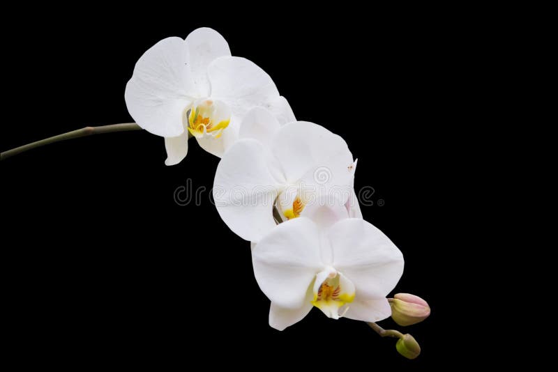 White Vanda Orchid Flowers in the Garden Stock Image - Image of beauty ...