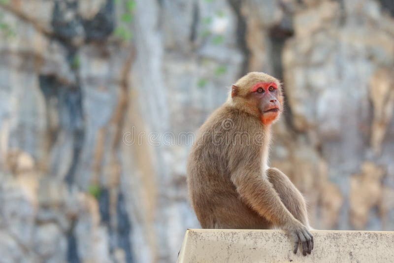 Thai Wild Red Face Monkey Sitting on the Stone and Looking for Food ...