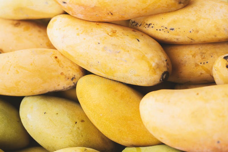 Thai yellow mango stock photo. Image of local, delicious - 144219178