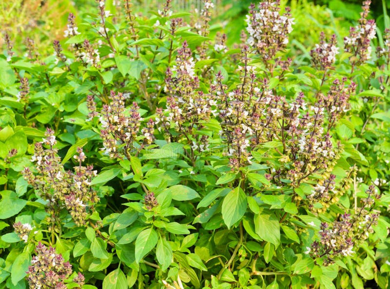 Torkad timjan fotografering för bildbyråer. Bild av kök - 16858647