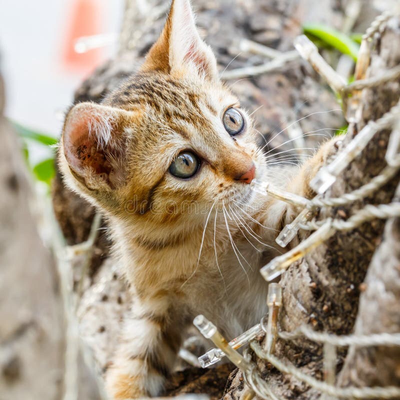 Stygg gullig katt arkivfoto. Bild av husdjur, hörntand - 125008784