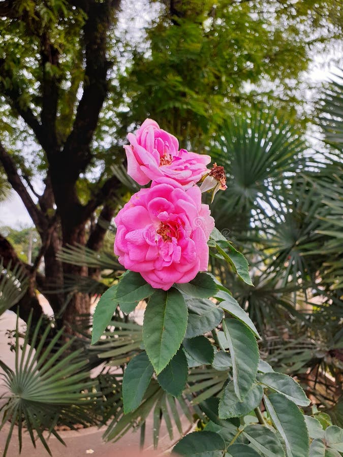 Thailan Pink Flower Chalong Temple Rose Stock Image - Image of thailan ...