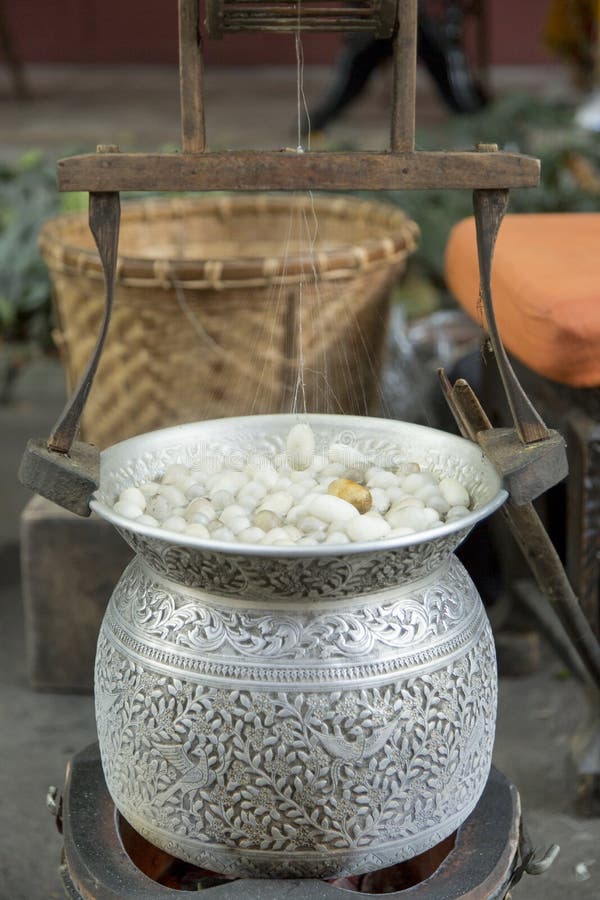 Silk Moth, Cocoons in a Bowl, Bangkok, Thailand Stock Image - Image of ...
