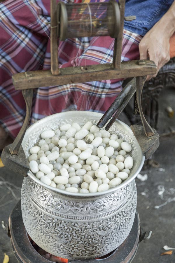 Silk Moth, Cocoons in a Bowl, Bangkok, Thailand Stock Image - Image of ...