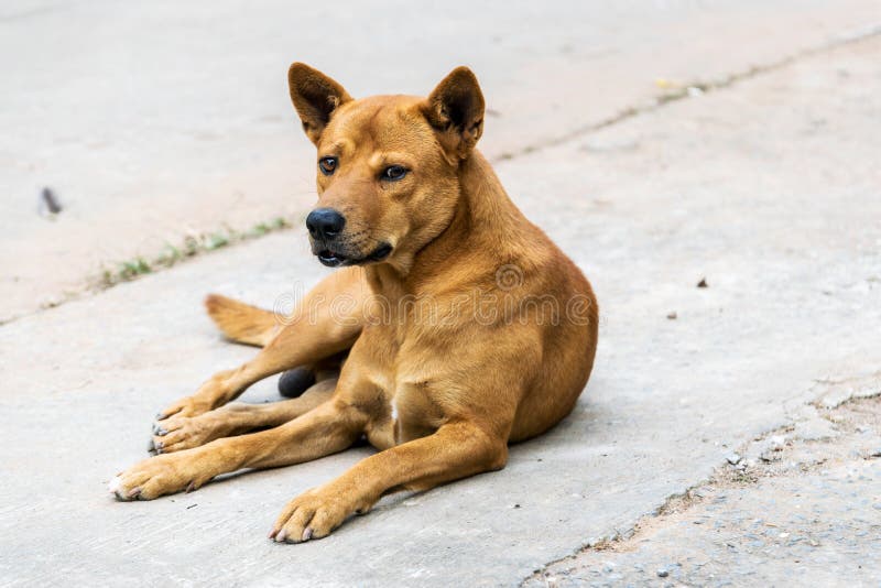 Thailand brown male dog. stock photo. Image of mammal - 64075248