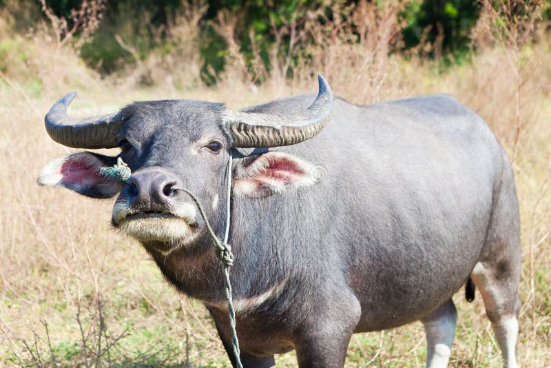 Thailand buffalo stock photo. Image of grass, grazed - 22634766
