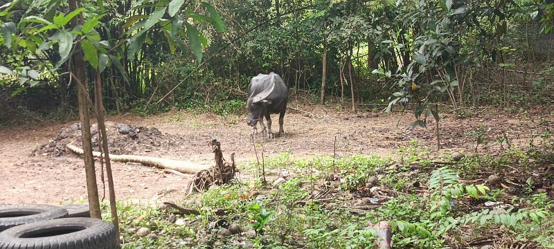 Thailand buffalo stock photo. Image of tree, pasture - 258520444