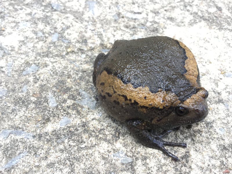 Frog Puffed Photos - Free & Royalty-Free Stock Photos from Dreamstime