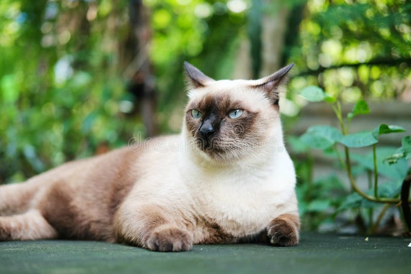 Thailand Cat Lethargic.Siam Cat Sit on Cement Floor Stock Image - Image ...