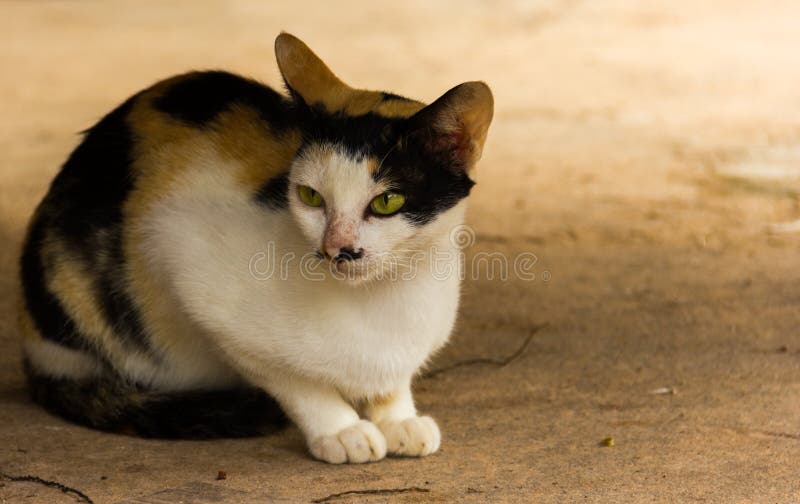 Cat crouch on floor. stock photo. Image of adorable, domestic - 58458850
