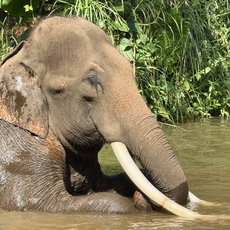 Asian Elephant Roaming the Valley in Chiang Rai, Thailand Stock Photo ...