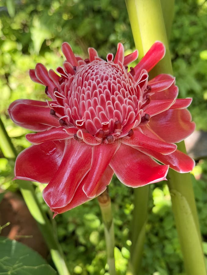 Red Torch Ginger Flowers Blooming in the Garden in Thailand Stock Image ...