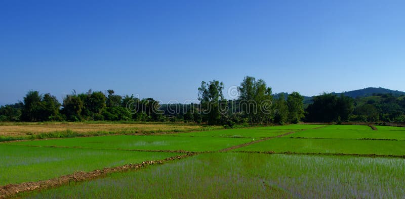 Beautiful Landscape of the Vast Green Rice Fields in Thailand Stock ...