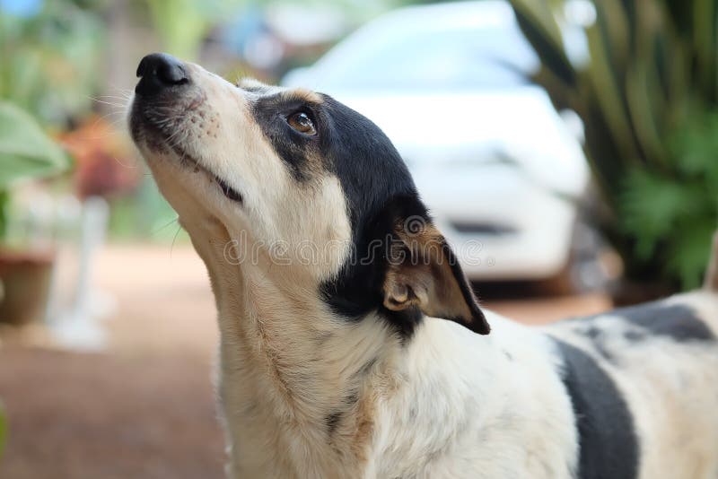 Thailand Dog Looking a Hope Stock Image - Image of portrait, adopt ...