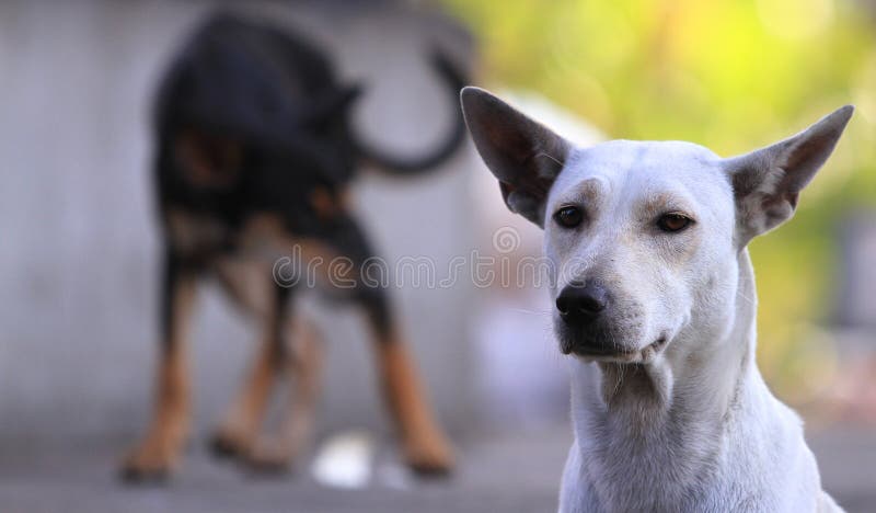 Thailand Dog Looking a Hope Stock Image - Image of hopeful, eating ...