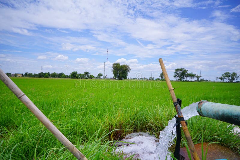 Farmers Pumping Water To Jasmine Rice Fields with Motor Stock Photo ...