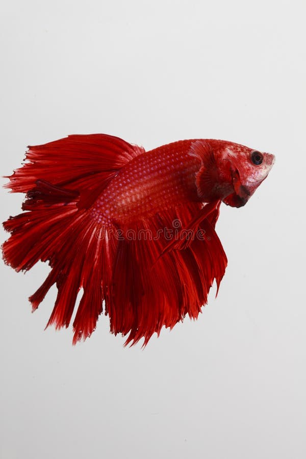 Thailand Fighting Fish Pure Red Long Tail Stock Image - Image of ...
