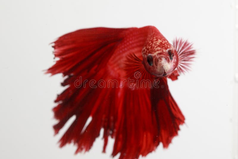 Thailand Fighting Fish Pure Red Long Tail Stock Photo - Image of ...
