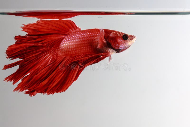 Thailand Fighting Fish Pure Red Long Tail Stock Photos - Free & Royalty ...