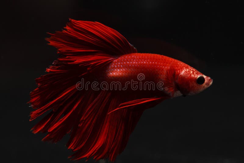 Skin of a Blue Siamese Fighting Fish Stock Image - Image of blue ...