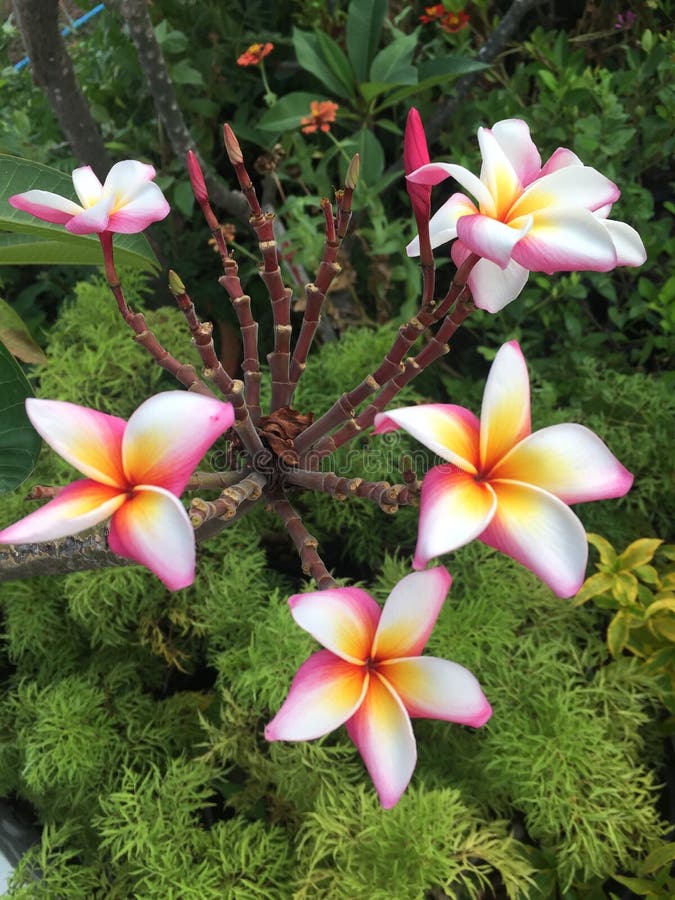 Thailand Flower in Graden on Resort Style Stock Image - Image of resort ...