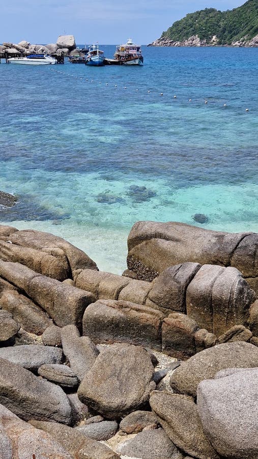 Ko Tao stock image. Image of flower, tropics, jungle - 289087023