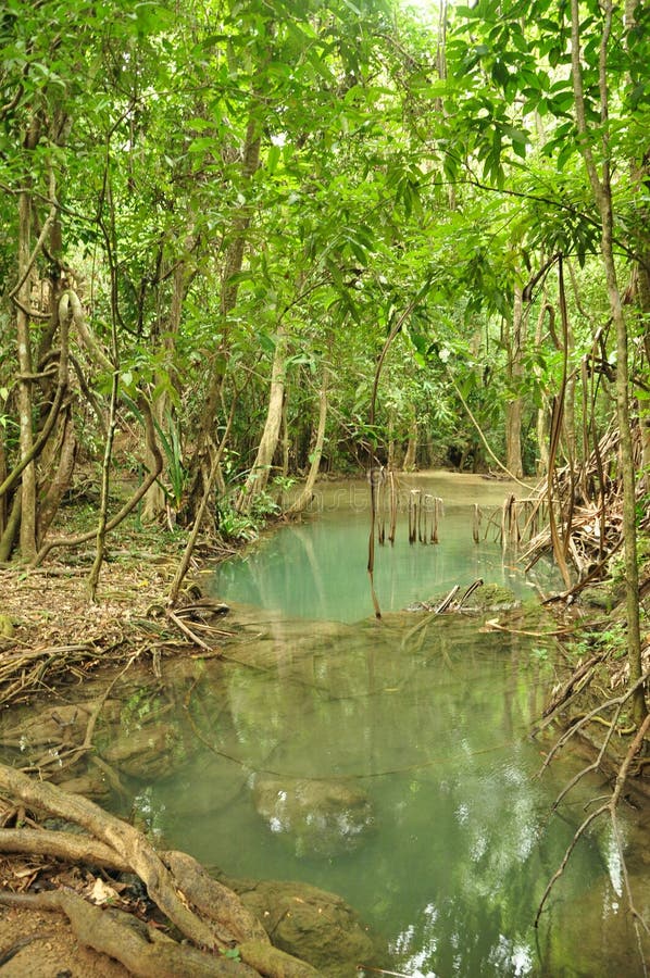 Thailand jungle pond stock photo. Image of green, landscape - 43378112